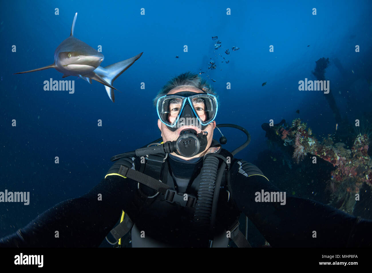 Great white shark ready to attack a scuba diver Stock Photo - Alamy