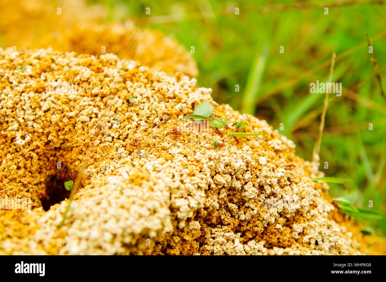 Close up of anthill in a spring forest, the ants are moving in an ...
