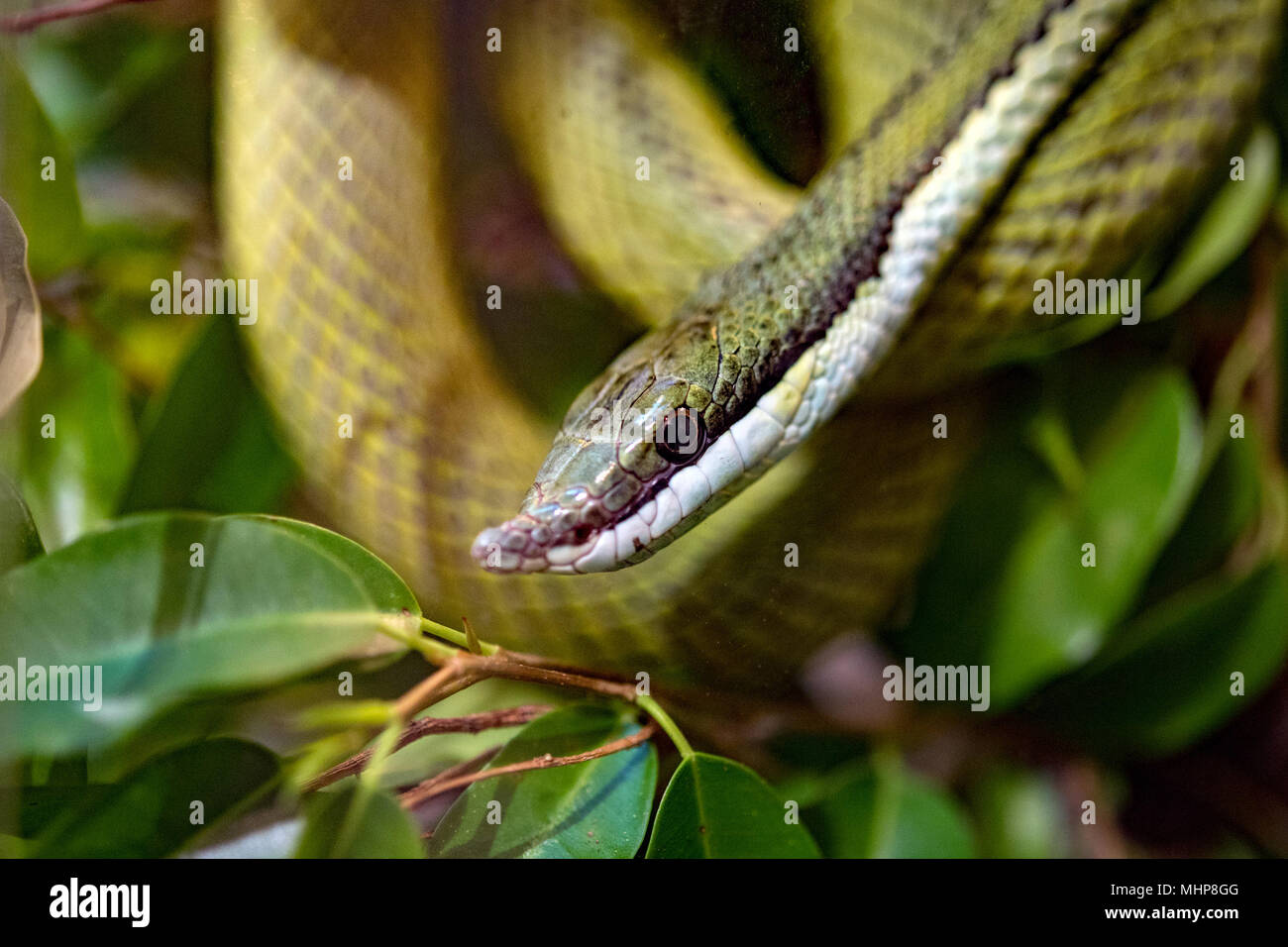 Philodryas Baroni Green Snake baron racer macro Stock Photo - Alamy