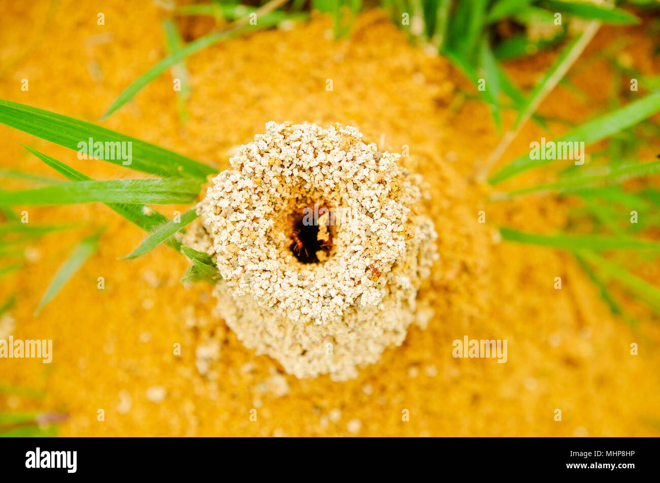 Above view of big anthill in the woods with colony of ants in summer ...