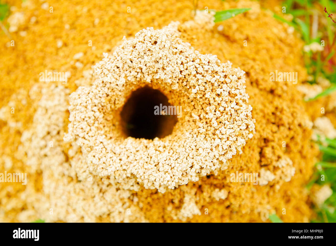 Above view of big anthill in the woods with colony of ants in summer ...