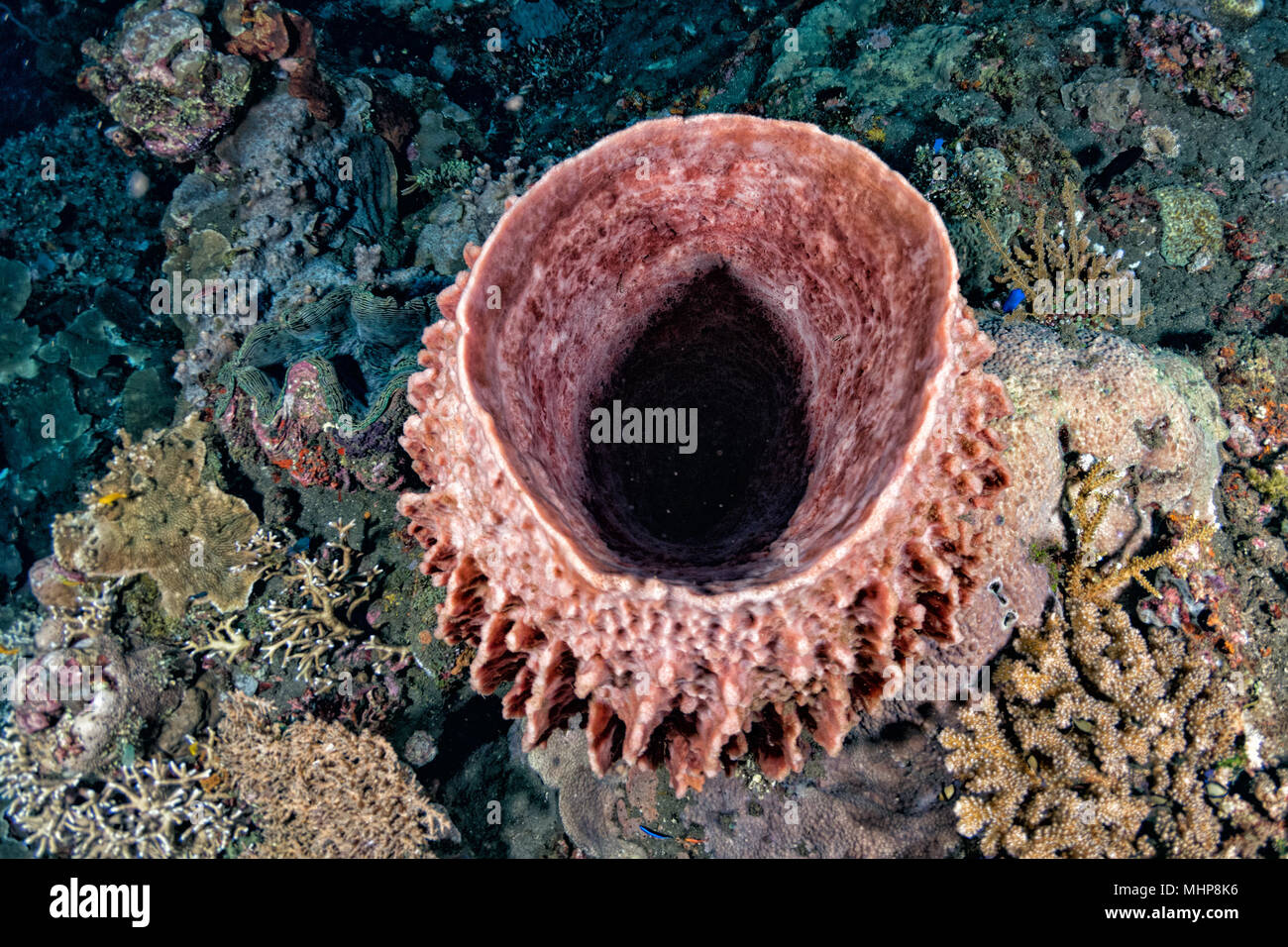 Barrel Sponge Drawing