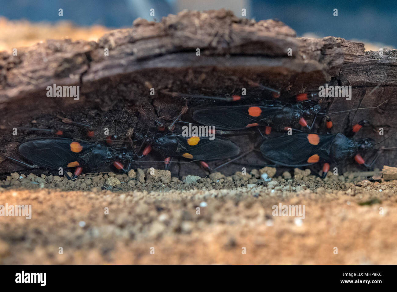 Assassin bug africa hi-res stock photography and images - Alamy