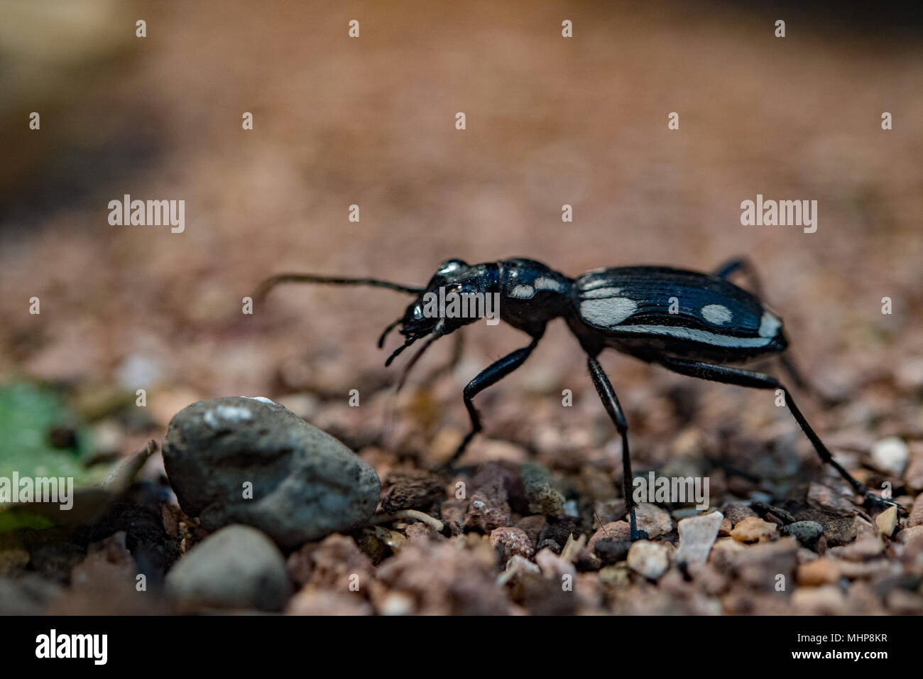 Anthia beetle hi-res stock photography and images - Alamy