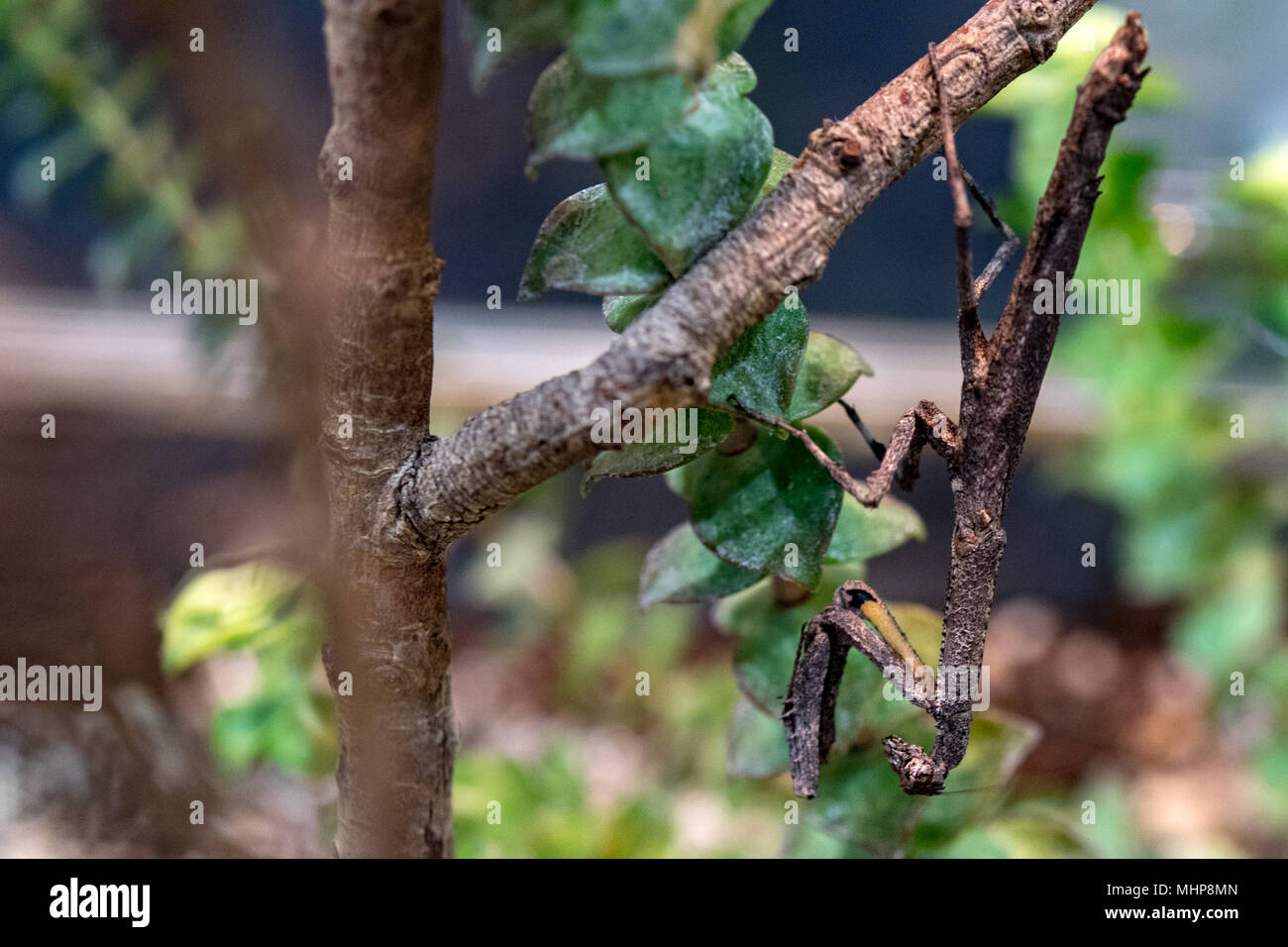 African twig mantis hi-res stock photography and images - Alamy
