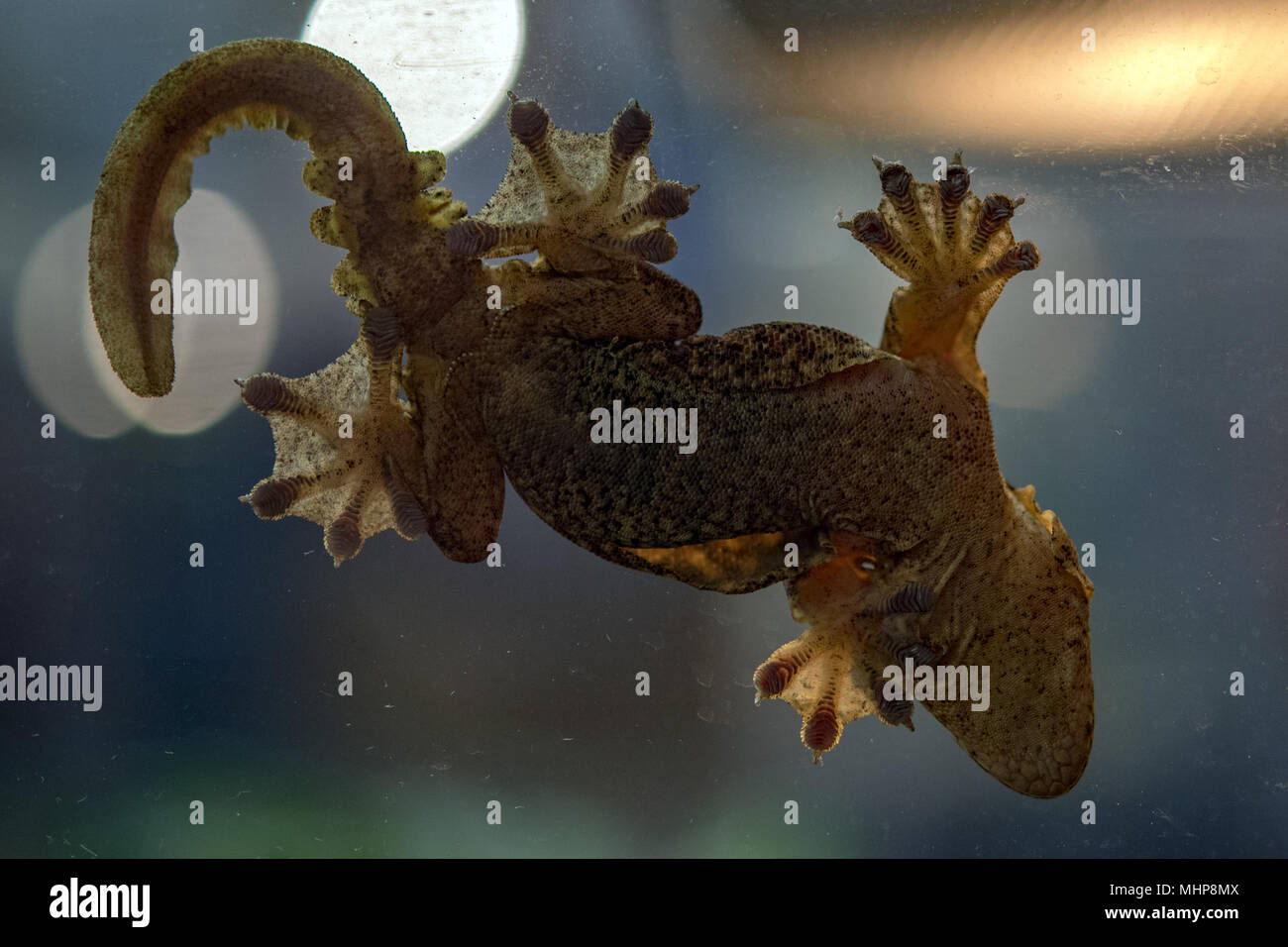 Ptychozoon kuhli Kuhl's flying gecko paw grip detail macro Stock Photo ...