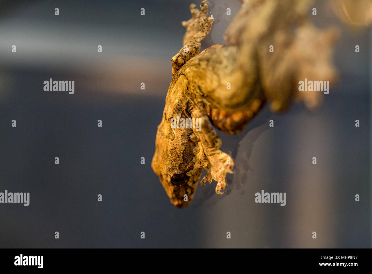 Ptychozoon kuhli Kuhl's flying gecko paw grip detail macro Stock Photo ...