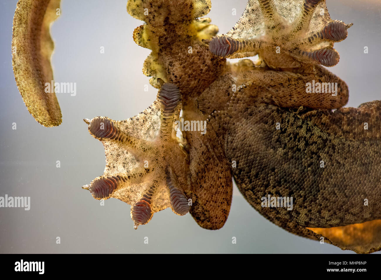 Ptychozoon kuhli Kuhl's flying gecko paw grip detail macro Stock Photo ...