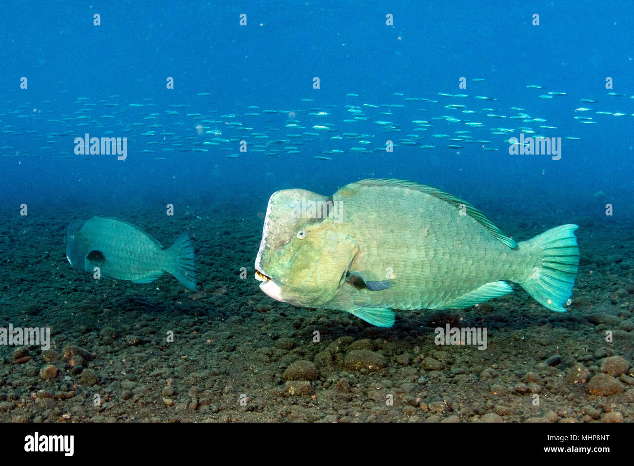 bumphead parrotfish close up portrait underwater detail while diving ...