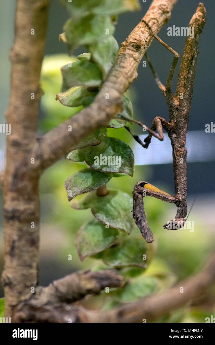 African twig mantis hi-res stock photography and images - Alamy