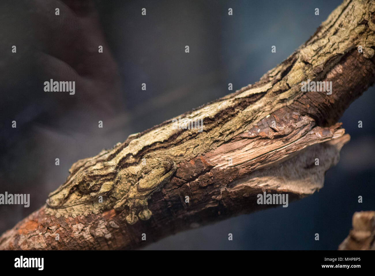 uroplatus sikorae madagascar endemic gecko macro Stock Photo - Alamy