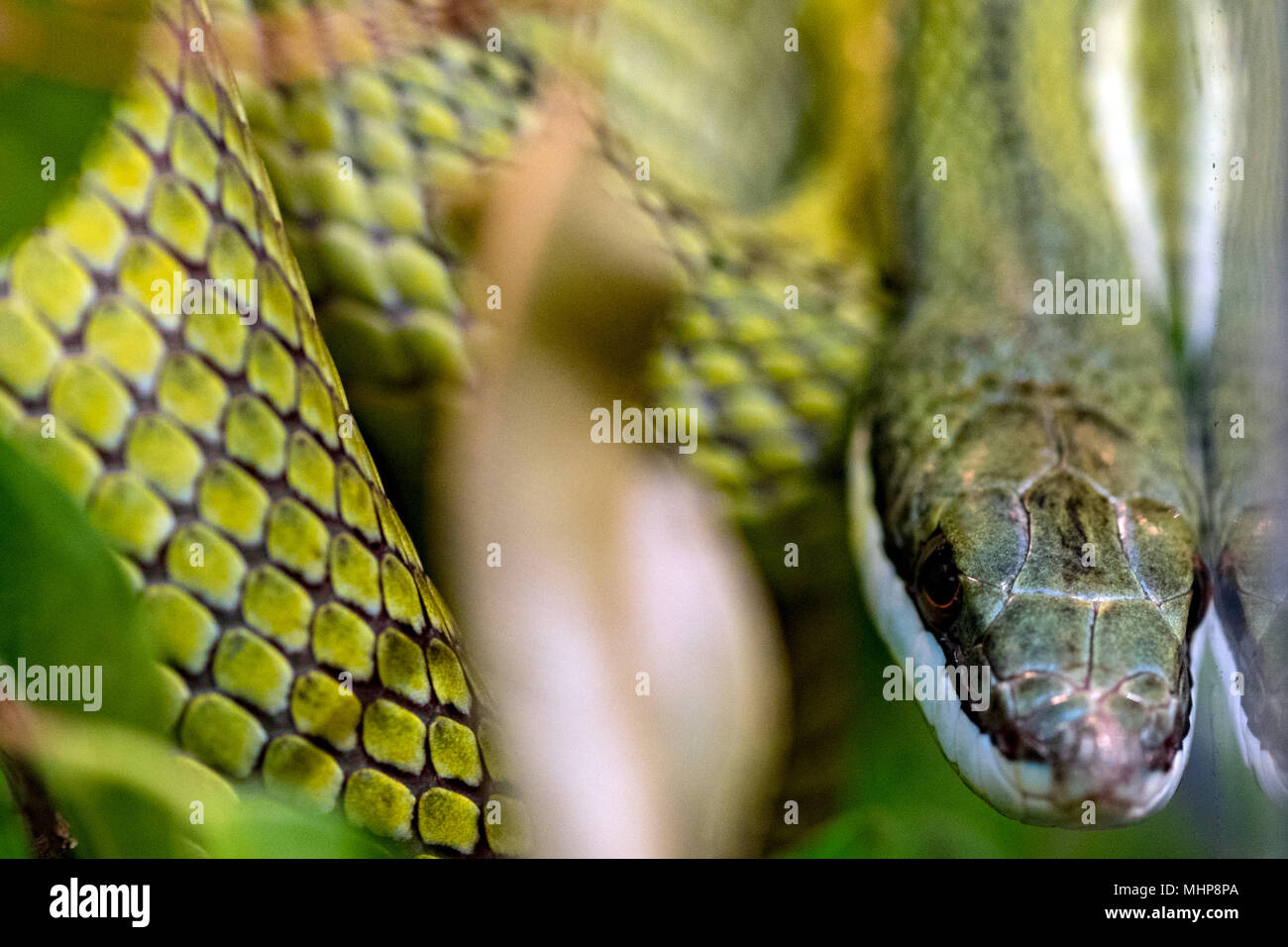 Philodryas Baroni Green Snake baron racer macro Stock Photo - Alamy