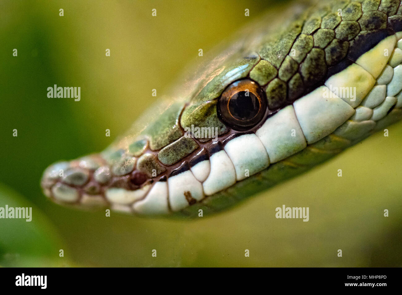 Barons Green Racer Snake High Resolution Stock Photography and Images ...