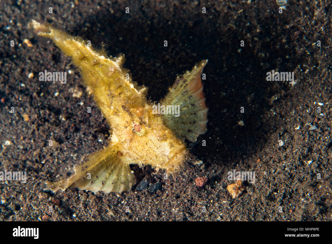 Scorpion leaffish hi-res stock photography and images - Alamy