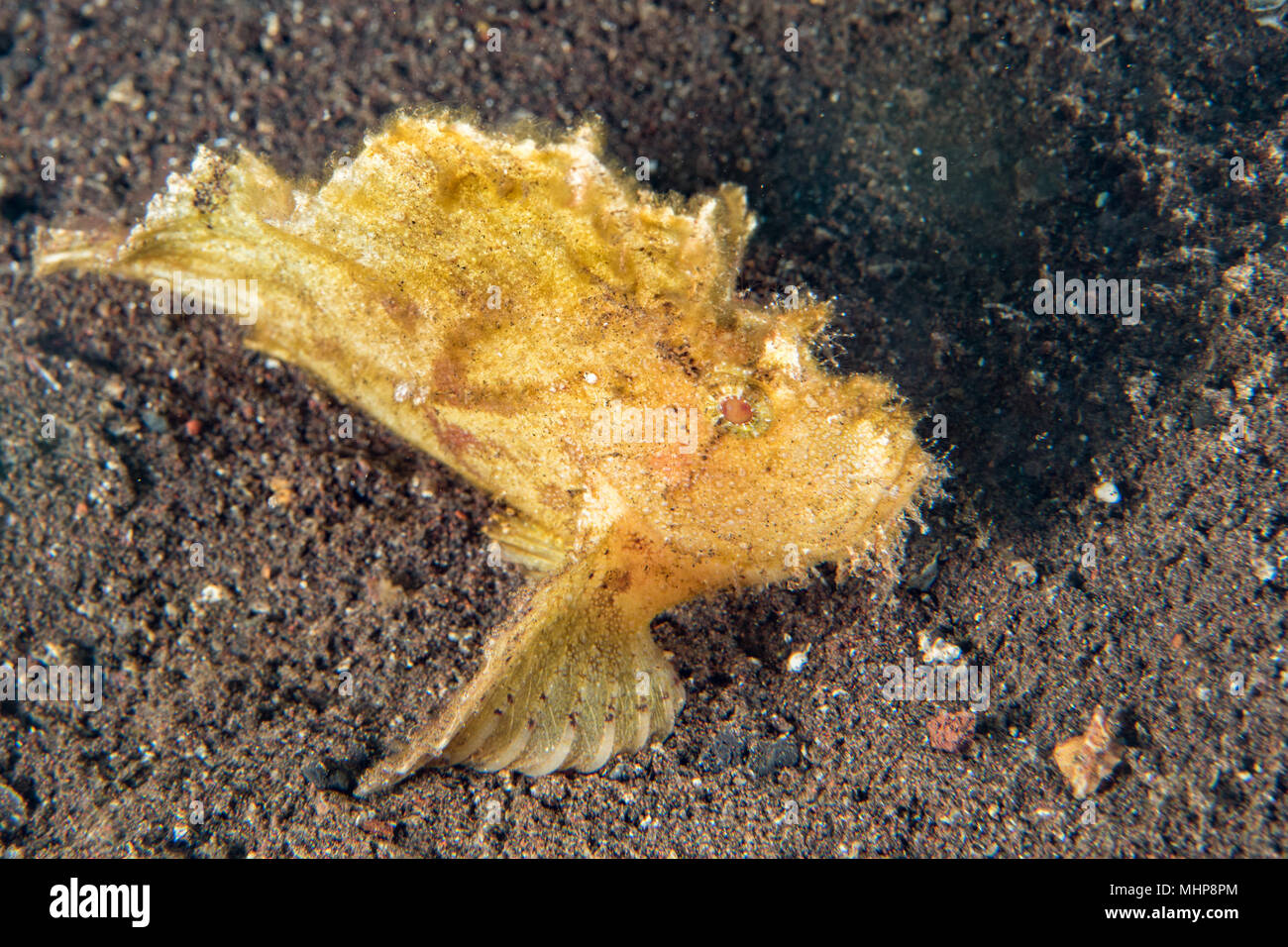 Scorpion leaffish hi-res stock photography and images - Alamy