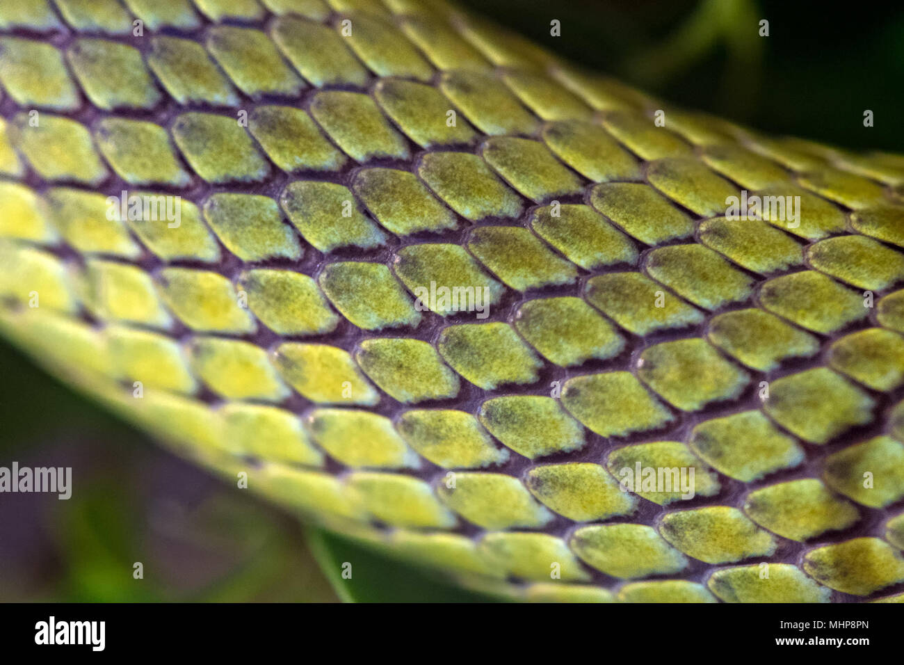 Barons Green Racer Snake High Resolution Stock Photography and Images ...