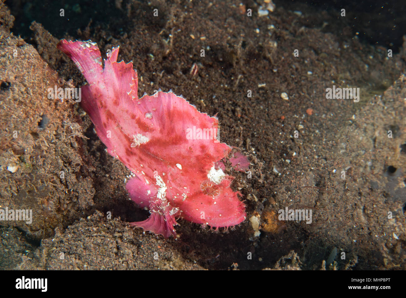 pink leaf fish underwater close up macro portrait while diving ...