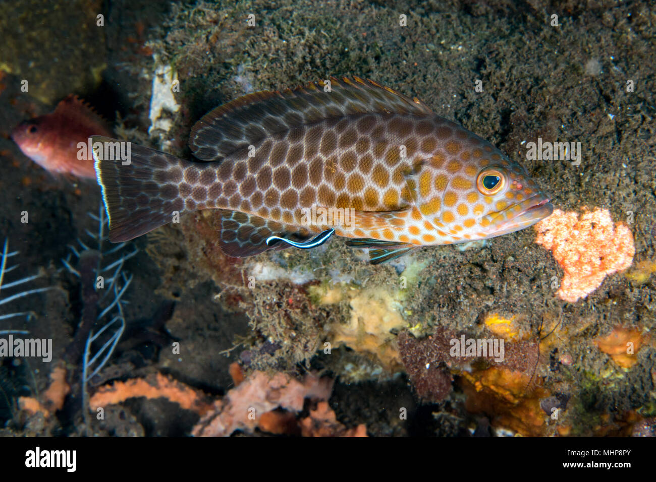 colorful grouper on ocean reef background with cleaner fish Stock Photo ...