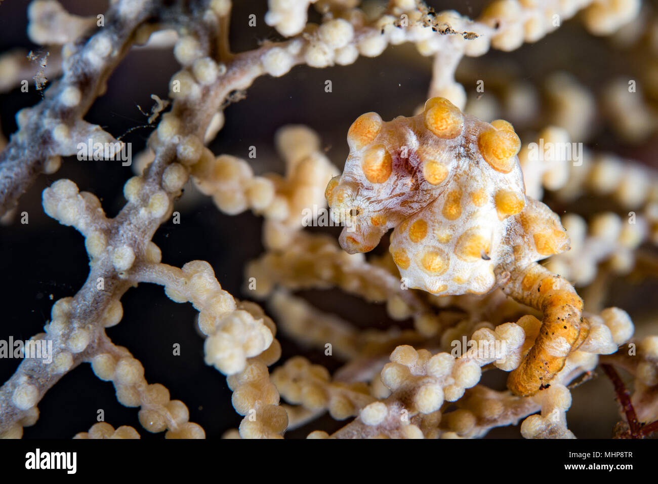 Bargibanti Pigmy Seahorse the smallest in the world in indonesia Stock ...