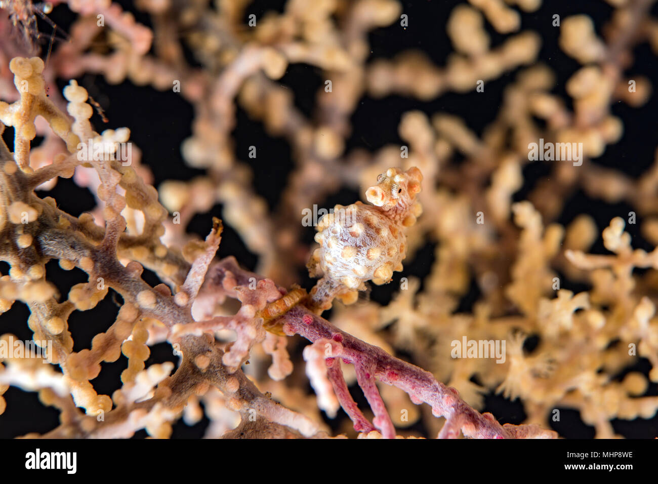 Bargibanti Pigmy Seahorse the smallest in the world in indonesia Stock ...