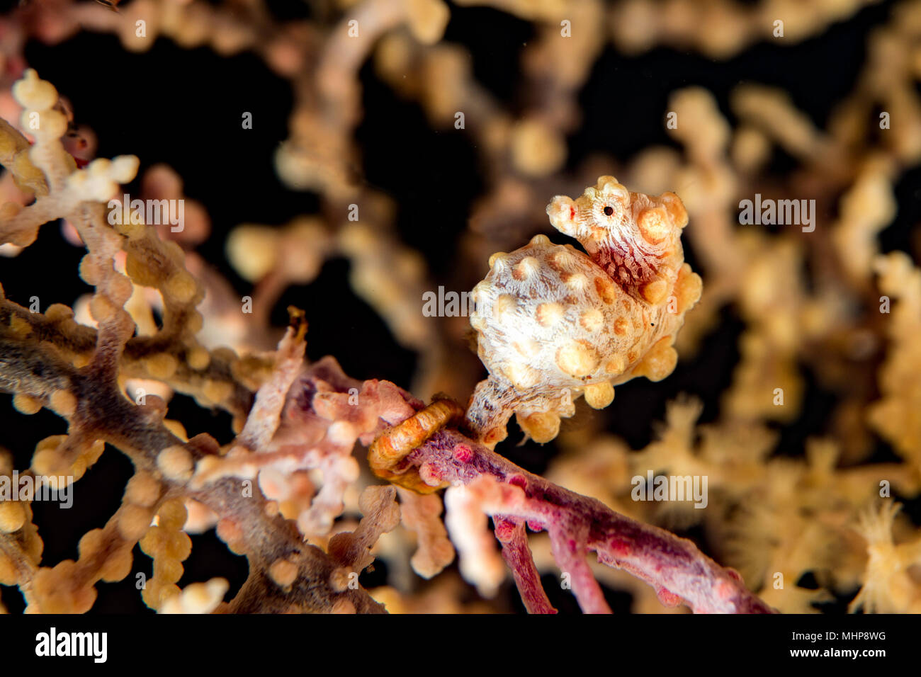 Bargibanti Pigmy Seahorse the smallest in the world in indonesia Stock ...