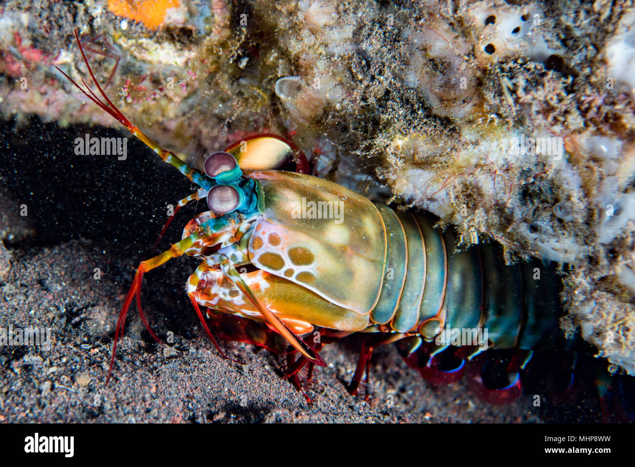 Mantis Lobster defending eggs in its nest Stock Photo - Alamy
