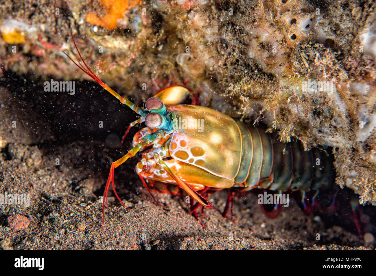 Mantis Lobster defending eggs in its nest Stock Photo - Alamy