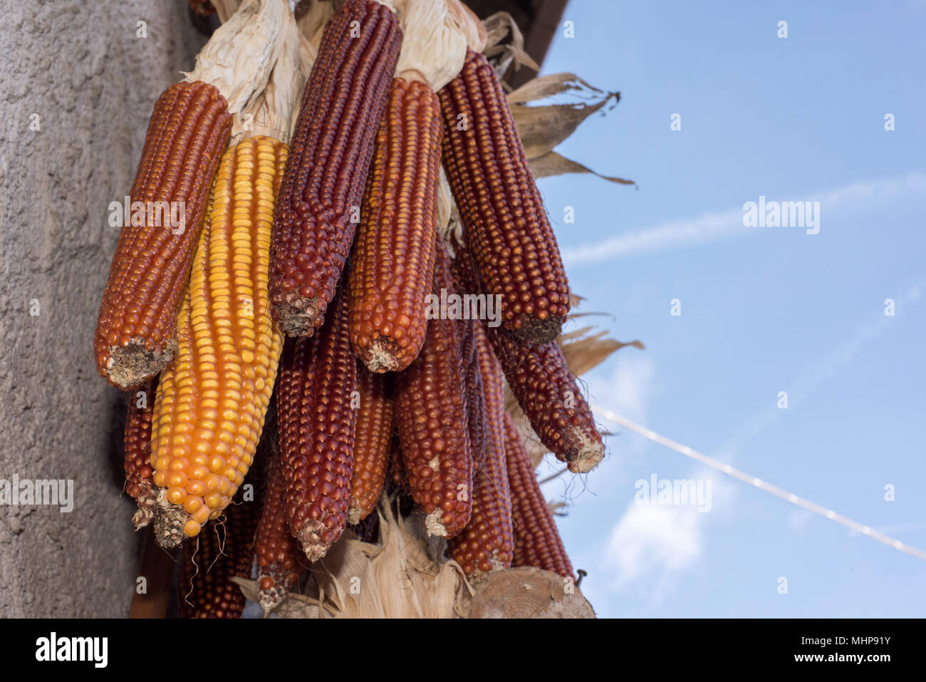 corn cobs at the market Stock Photo - Alamy