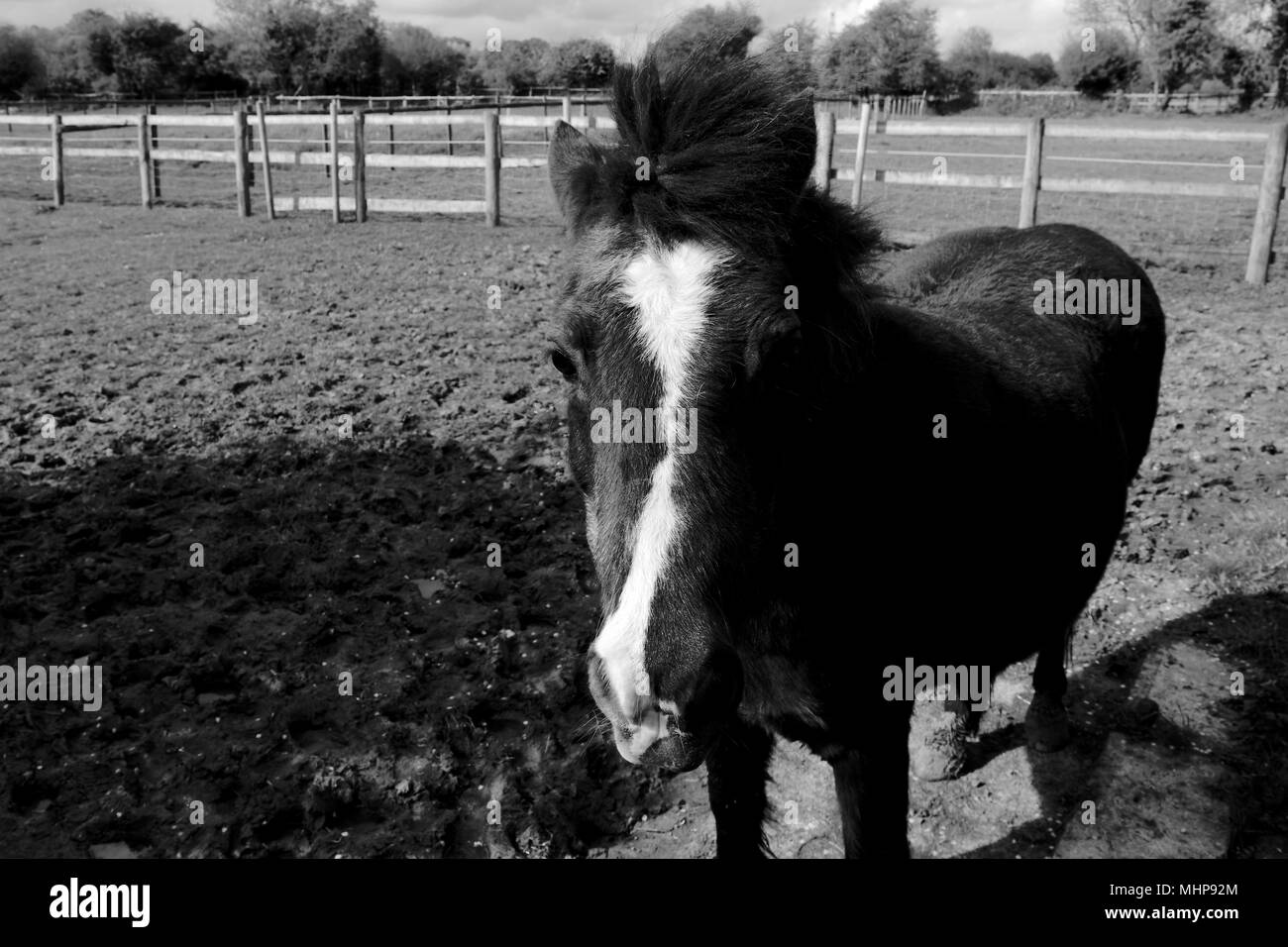 Colour pony Black and White Stock Photos & Images - Alamy