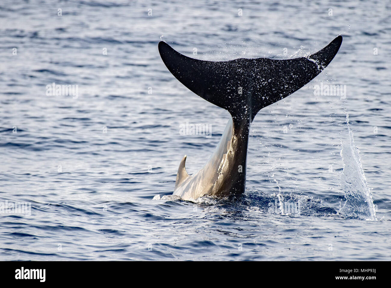 Dolphin isolated tail hi-res stock photography and images - Alamy