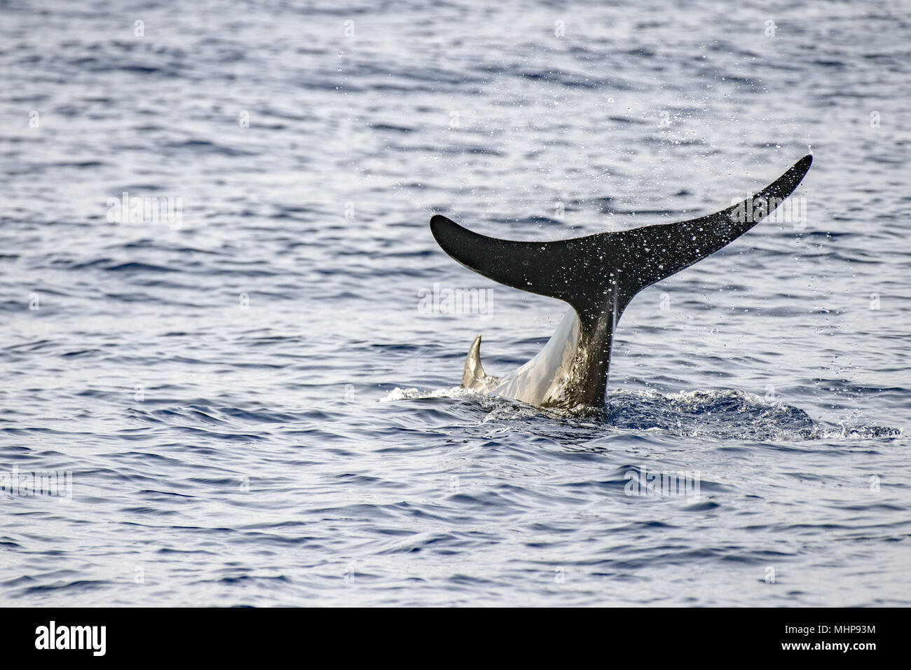 Dolphin beaked Cuvier's whale ultra rare to see while tail flapping ...