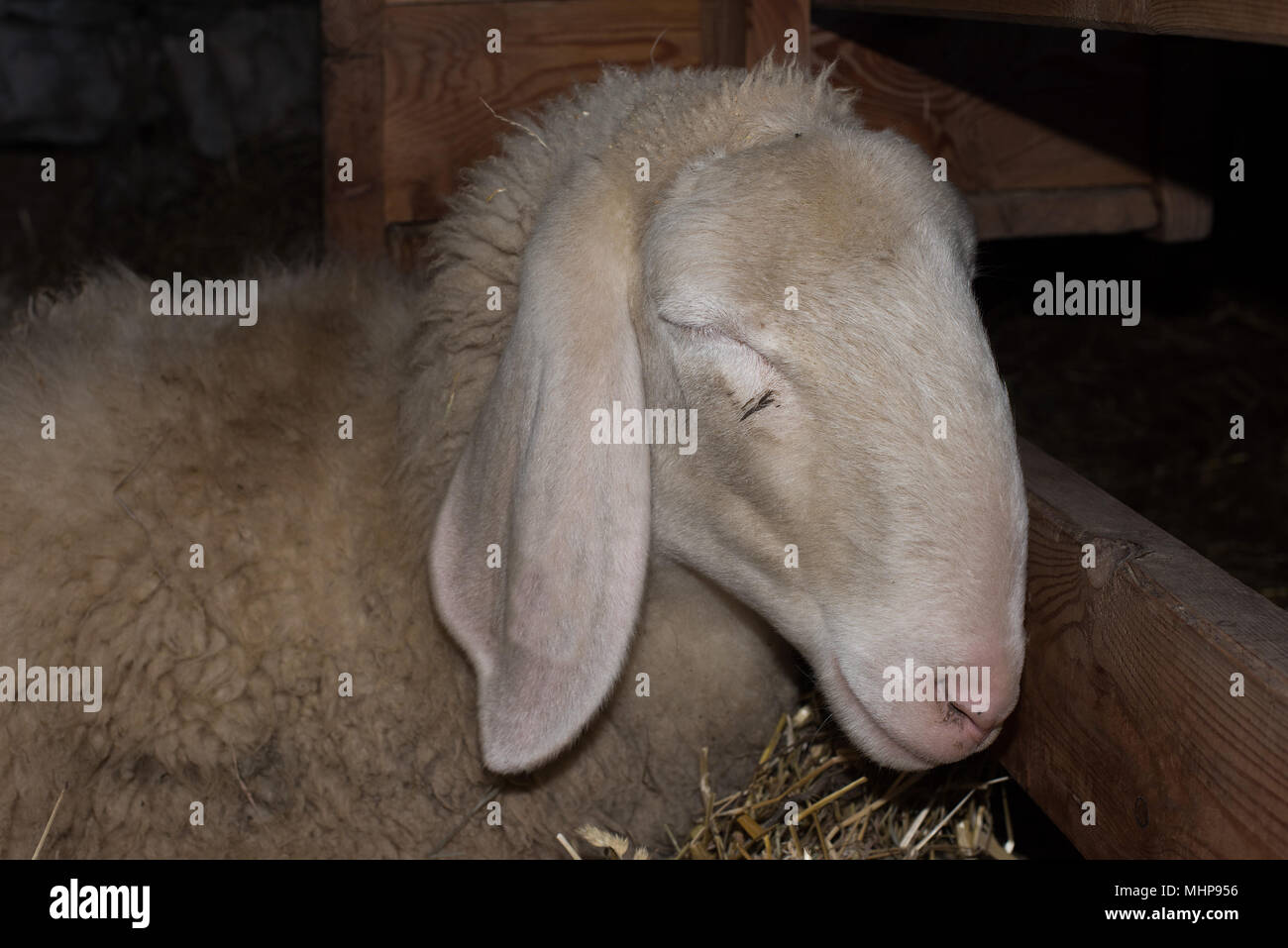 sheep while sleeping on another sheep Stock Photo - Alamy
