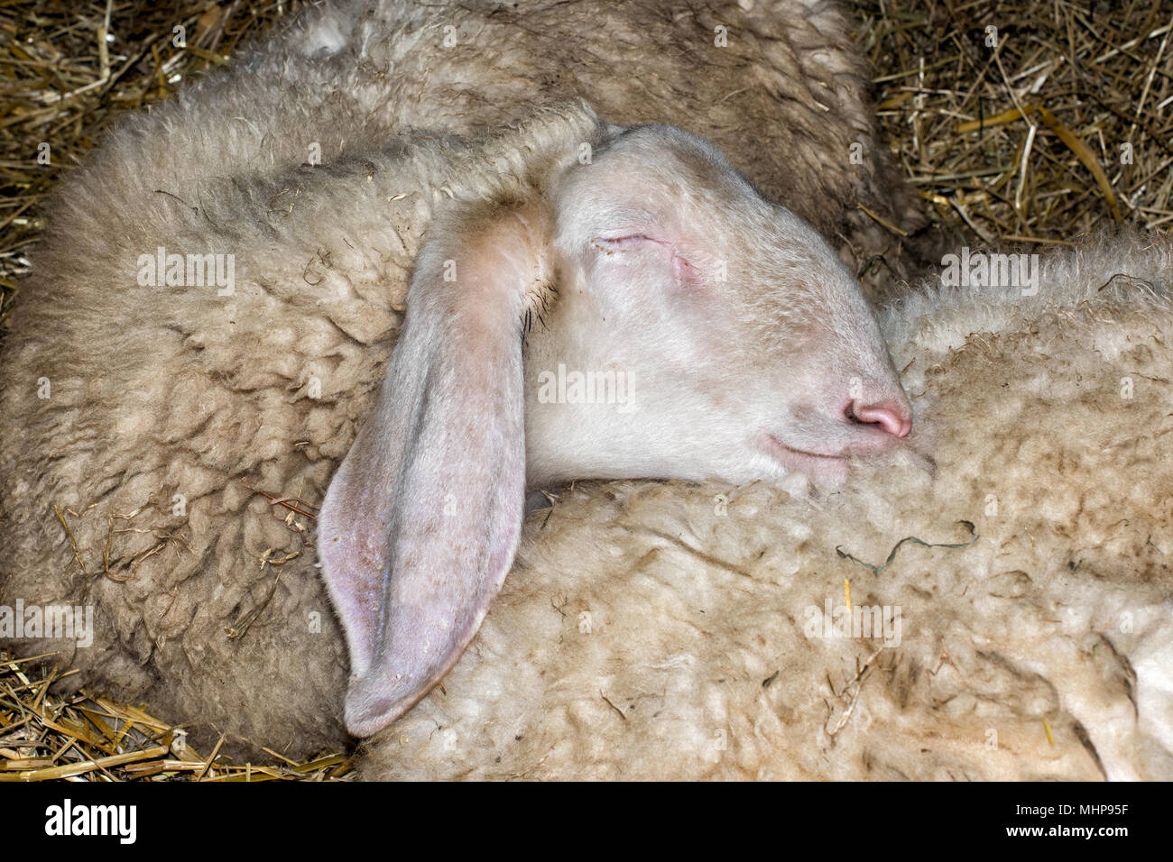 Sheep sleeping on pasture hi-res stock photography and images - Alamy