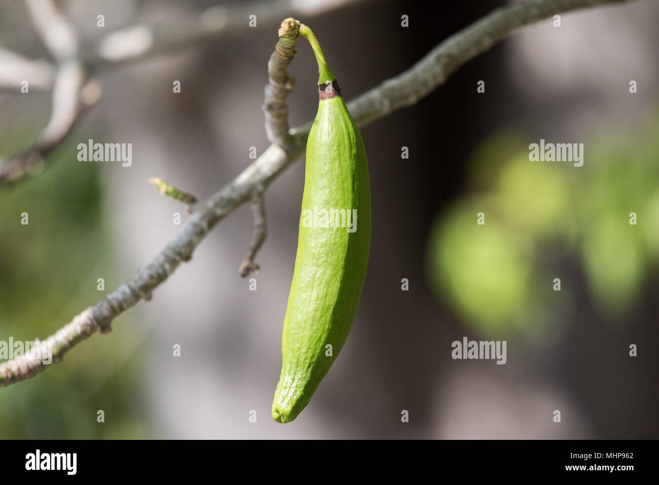 Kapok fruit hi-res stock photography and images - Alamy