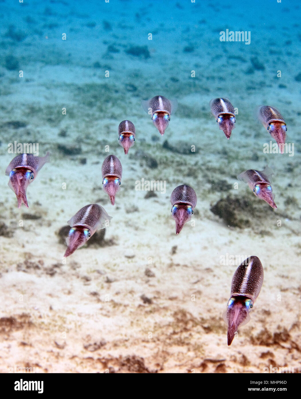 group of colorful squid cuttlefish underwater Stock Photo - Alamy