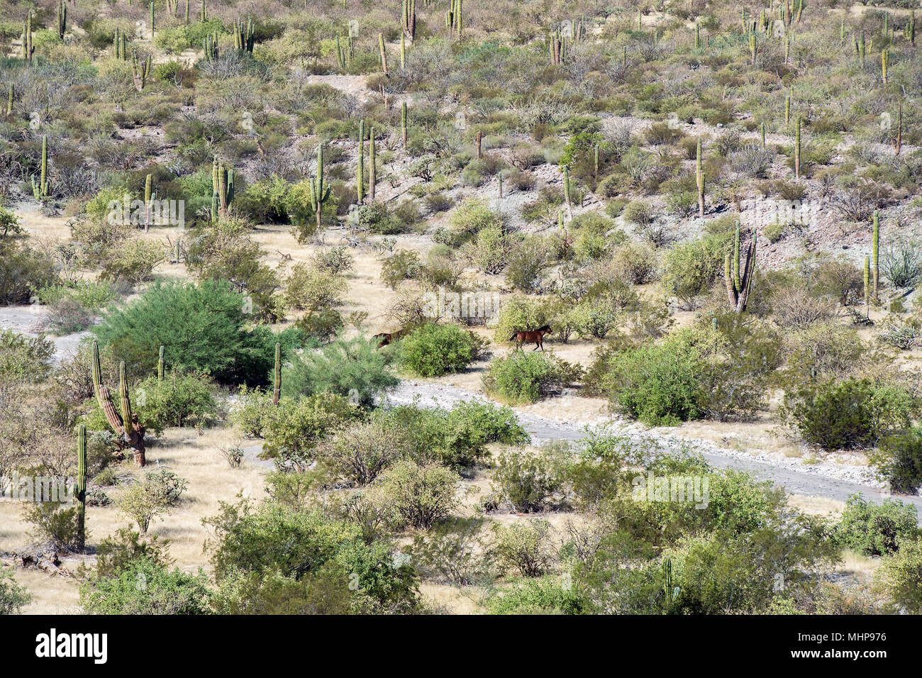 Baja California wild horse landscape view panorama Stock Photo - Alamy