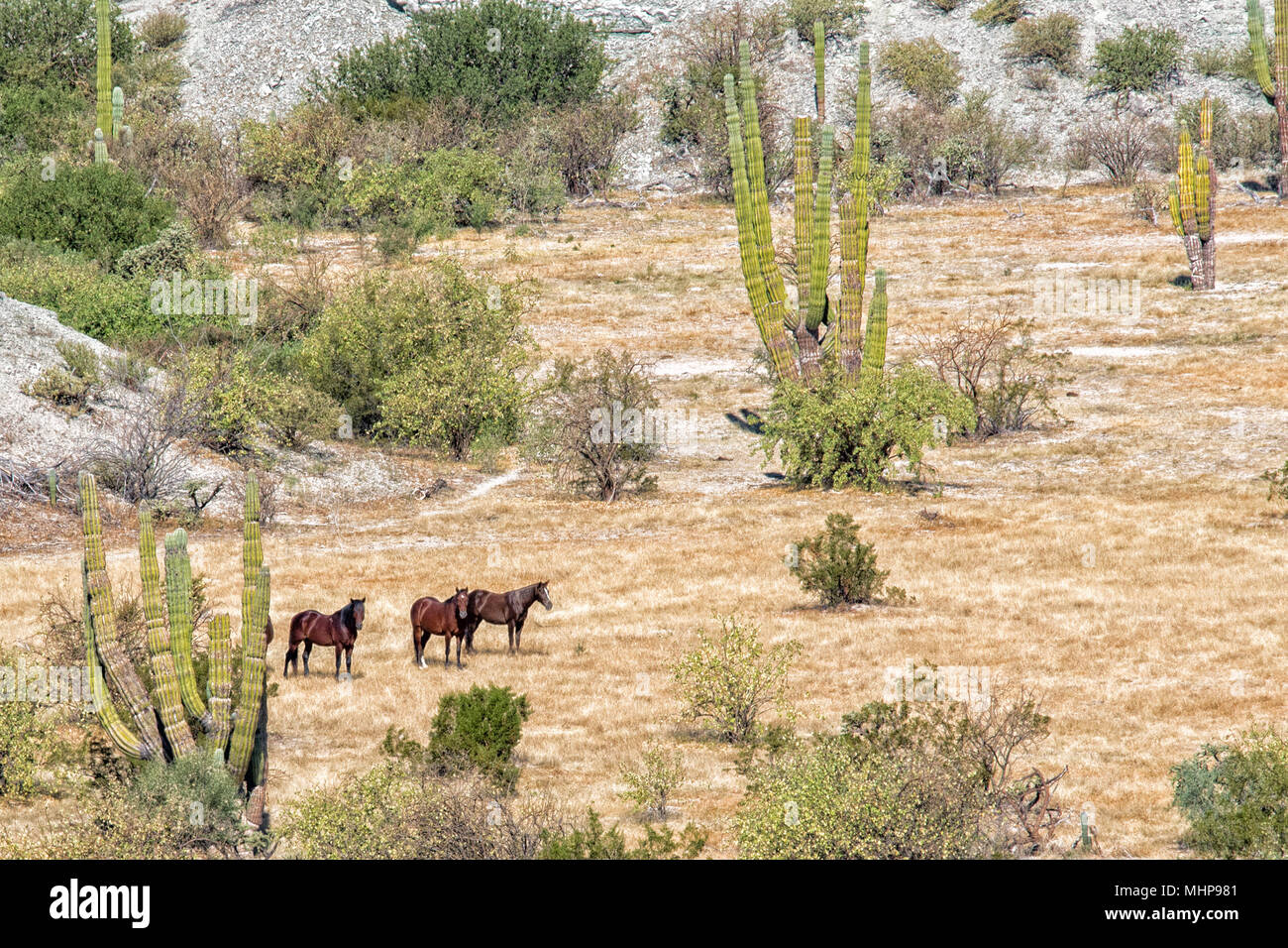 California wild horse hi-res stock photography and images - Alamy