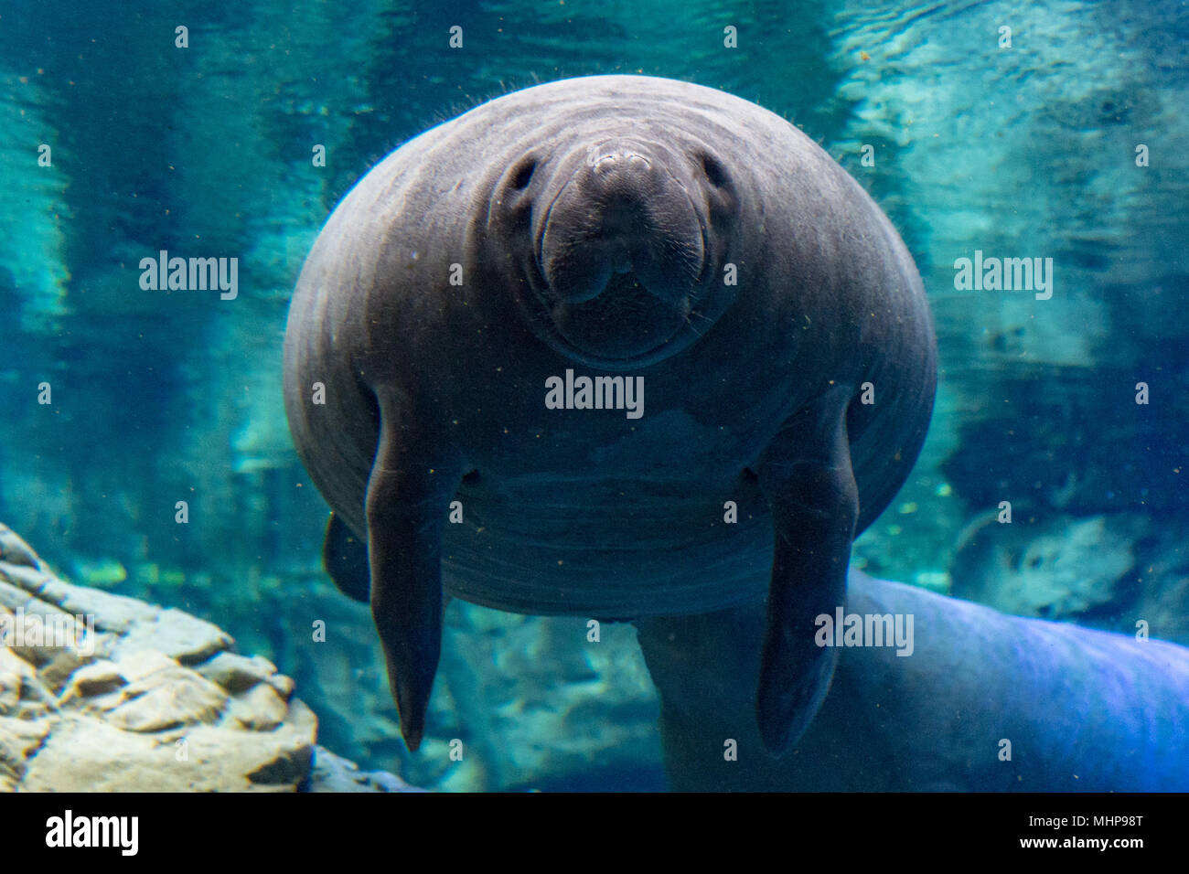 West indian manatee and india hi-res stock photography and images - Alamy
