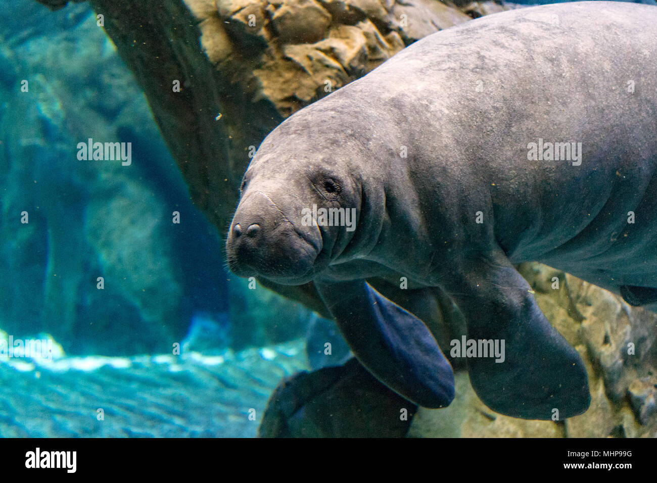 manatee close up portrait underwater Stock Photo - Alamy