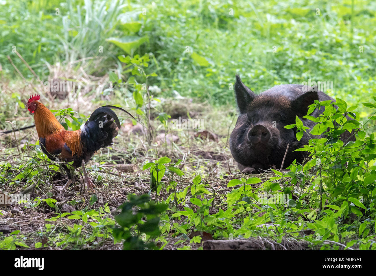 Big black boar and rooster portrait while looking at you close up Stock ...