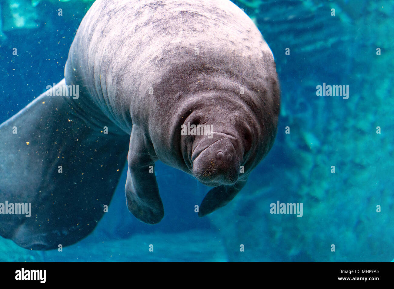 manatee close up portrait underwater Stock Photo - Alamy