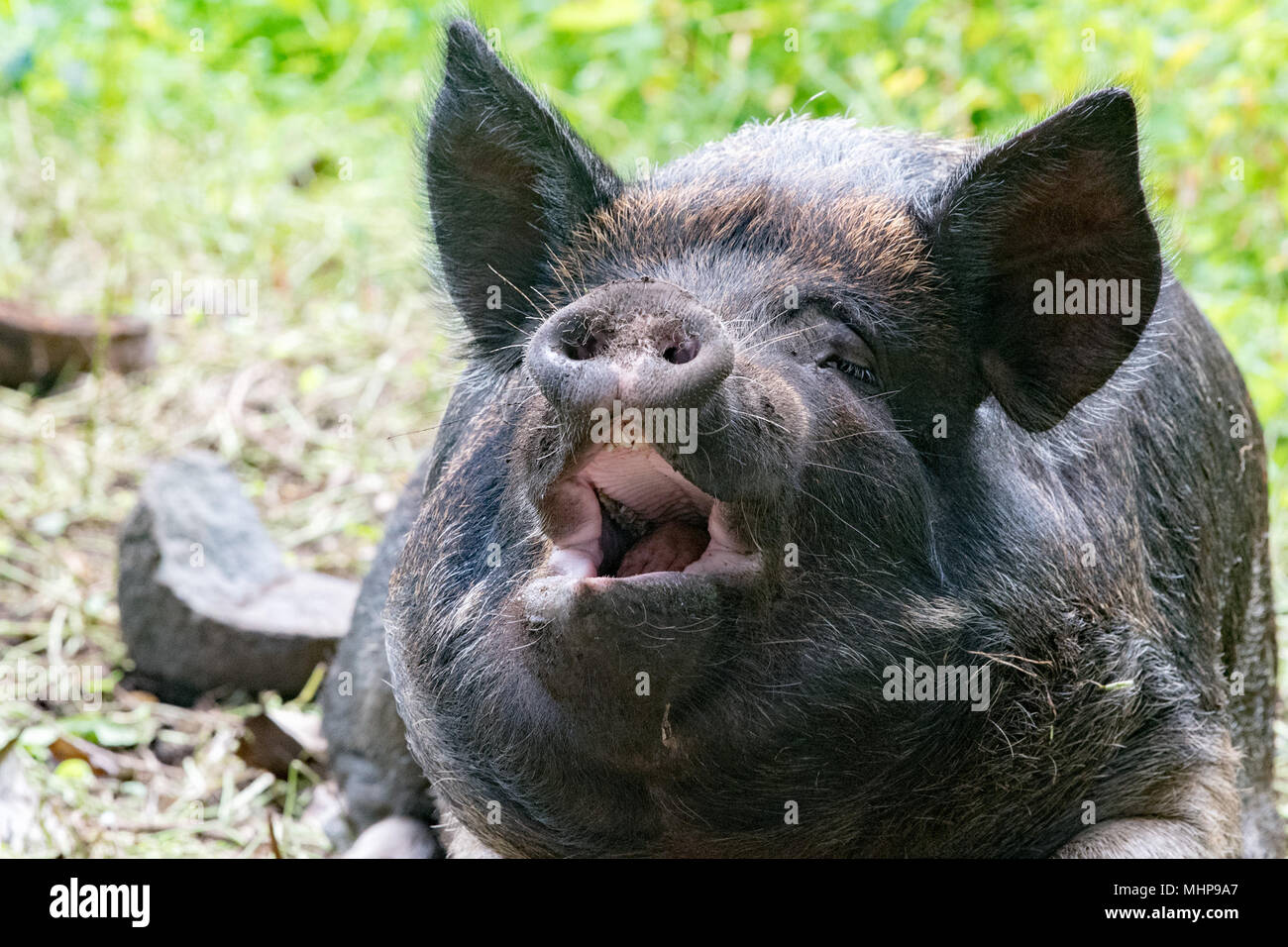 Big black boar portrait while yawning Stock Photo - Alamy
