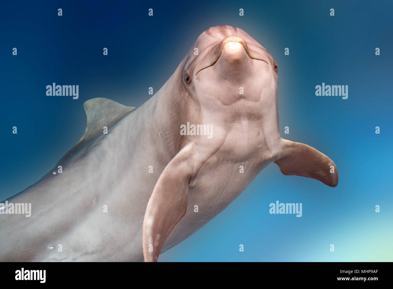dolphin portrait detail of eye while looking at you from ocean Stock ...