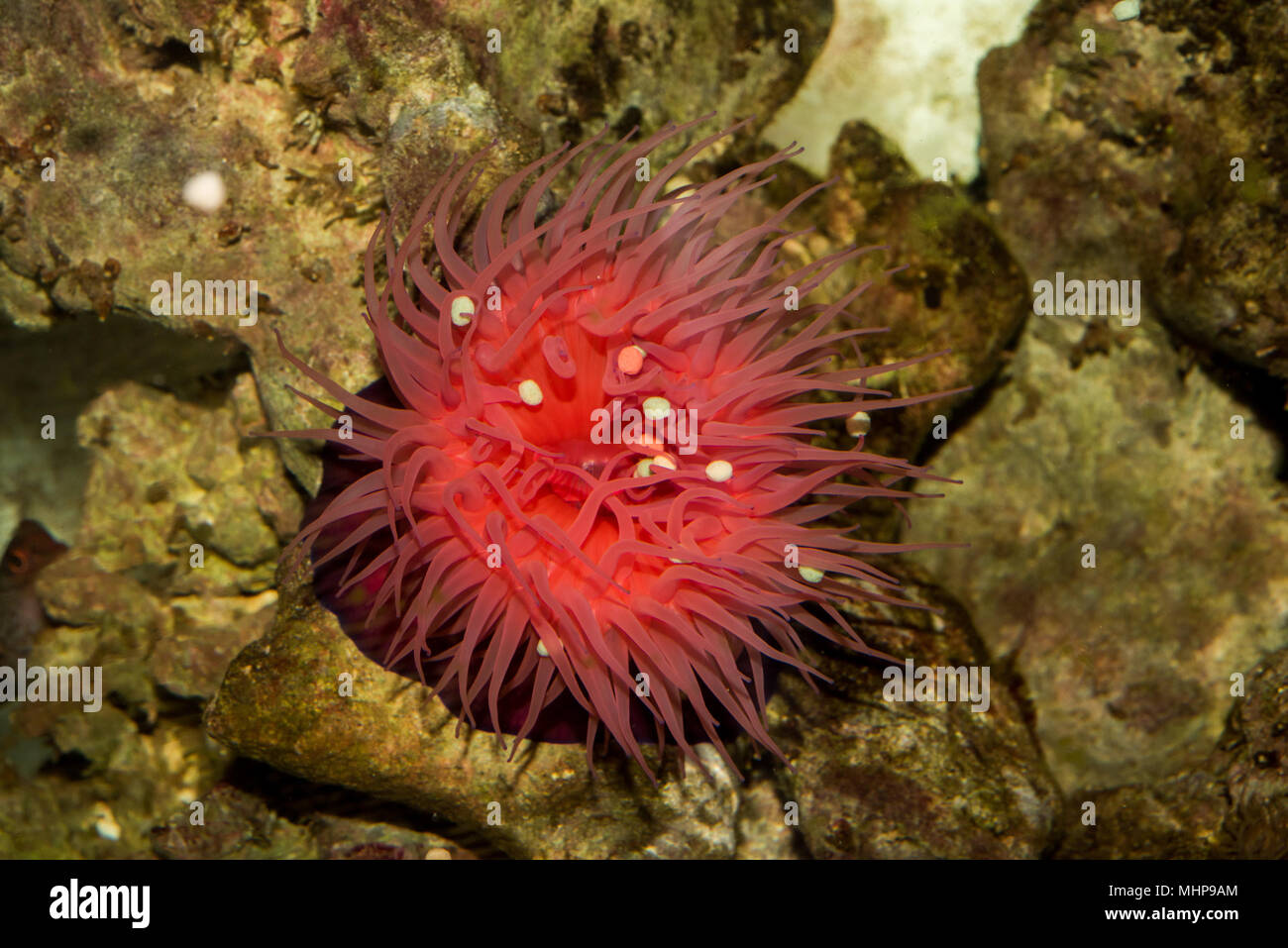 mediterranean Zool sea anemone Actinia equina macro Stock Photo - Alamy