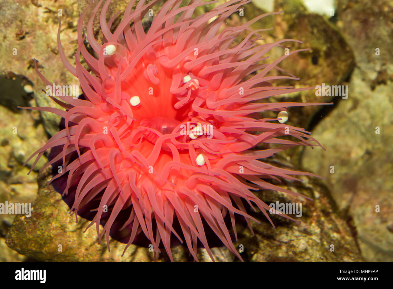 Actinia equina fish hi-res stock photography and images - Alamy