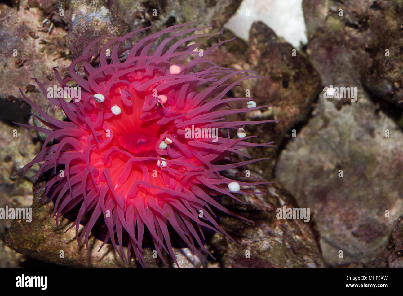 Actinia equina fish hi-res stock photography and images - Alamy