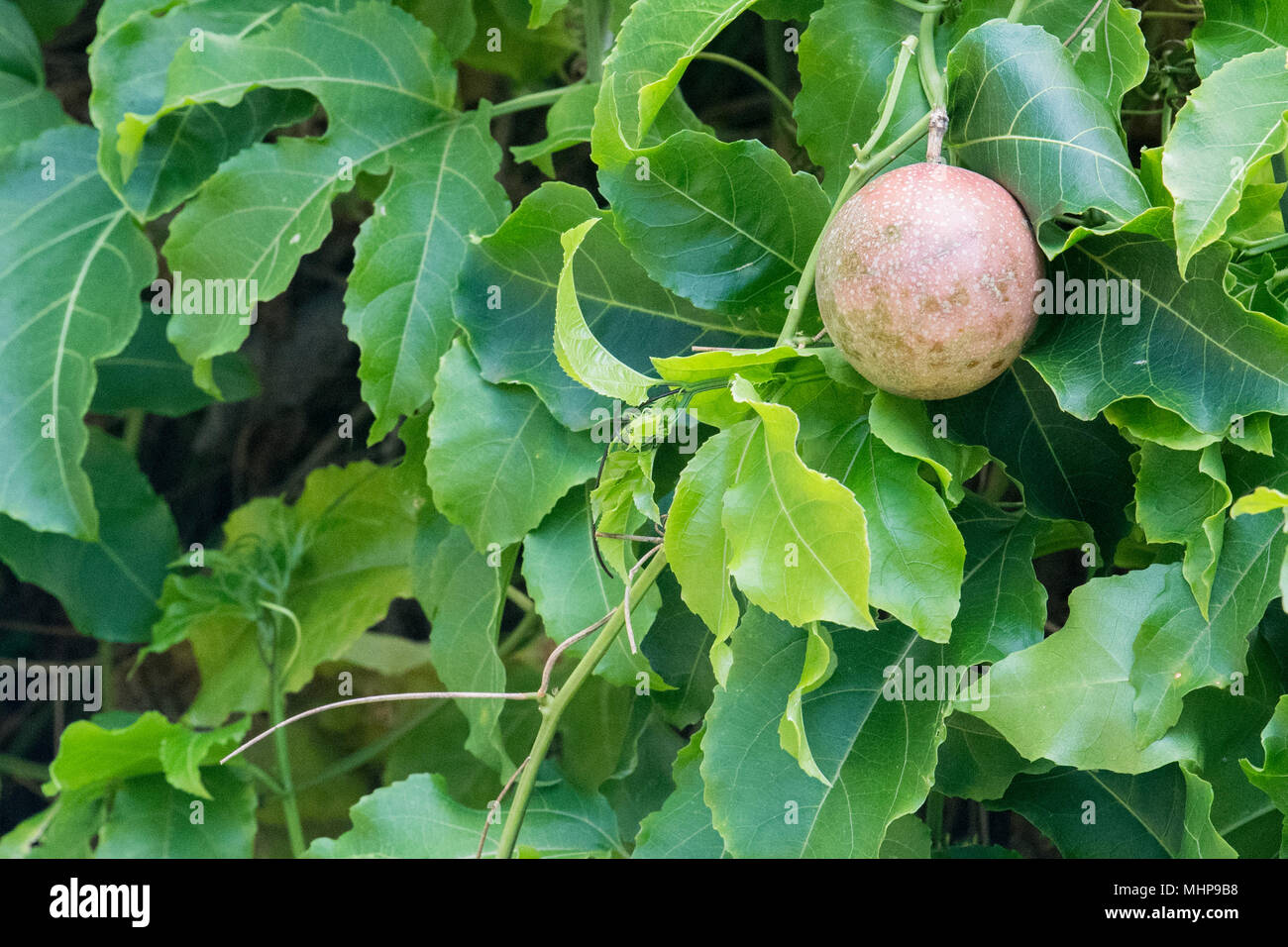 passion fruit on a tree ready for harvest Stock Photo - Alamy