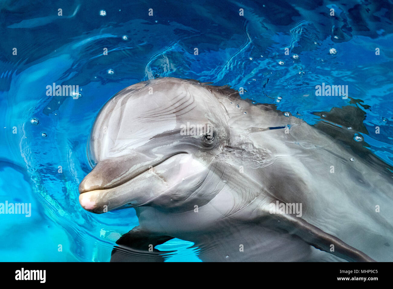 dolphin portrait detail of eye while looking at you from ocean Stock ...