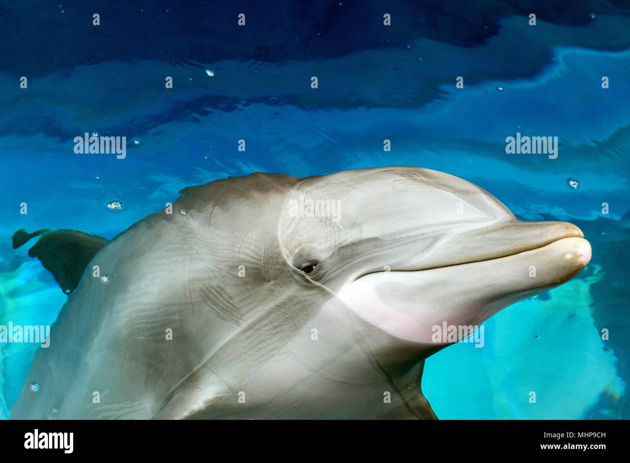 Dolphin eye ocean portrait hi-res stock photography and images - Alamy