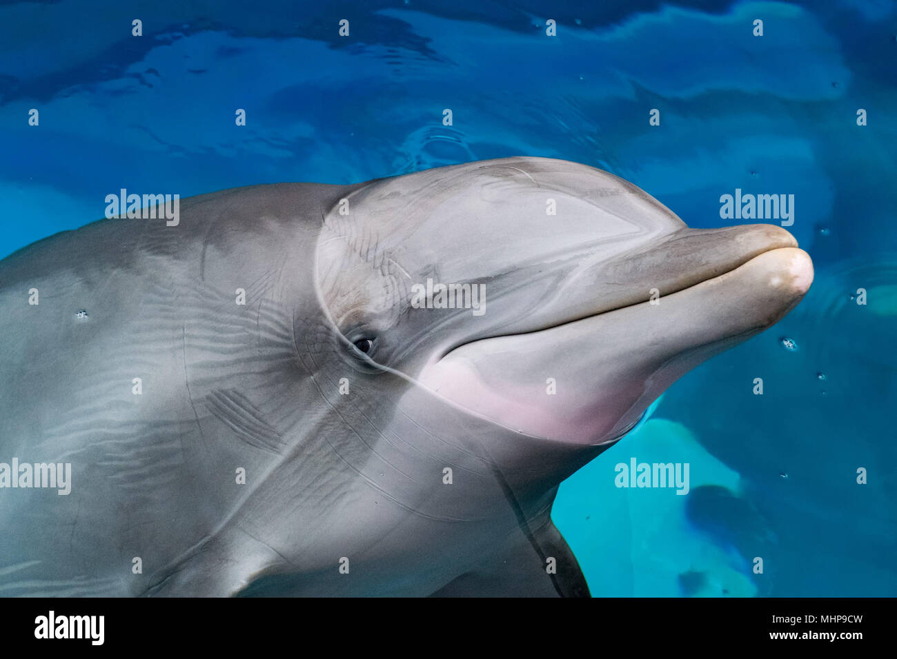 dolphin portrait detail of eye while looking at you from ocean Stock ...